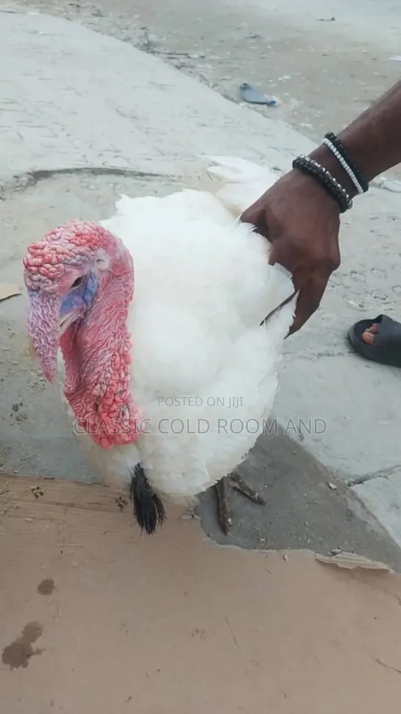 Live Female and Male Turkey - Classic Foods NG LTD – Nigeria’s Trusted ...